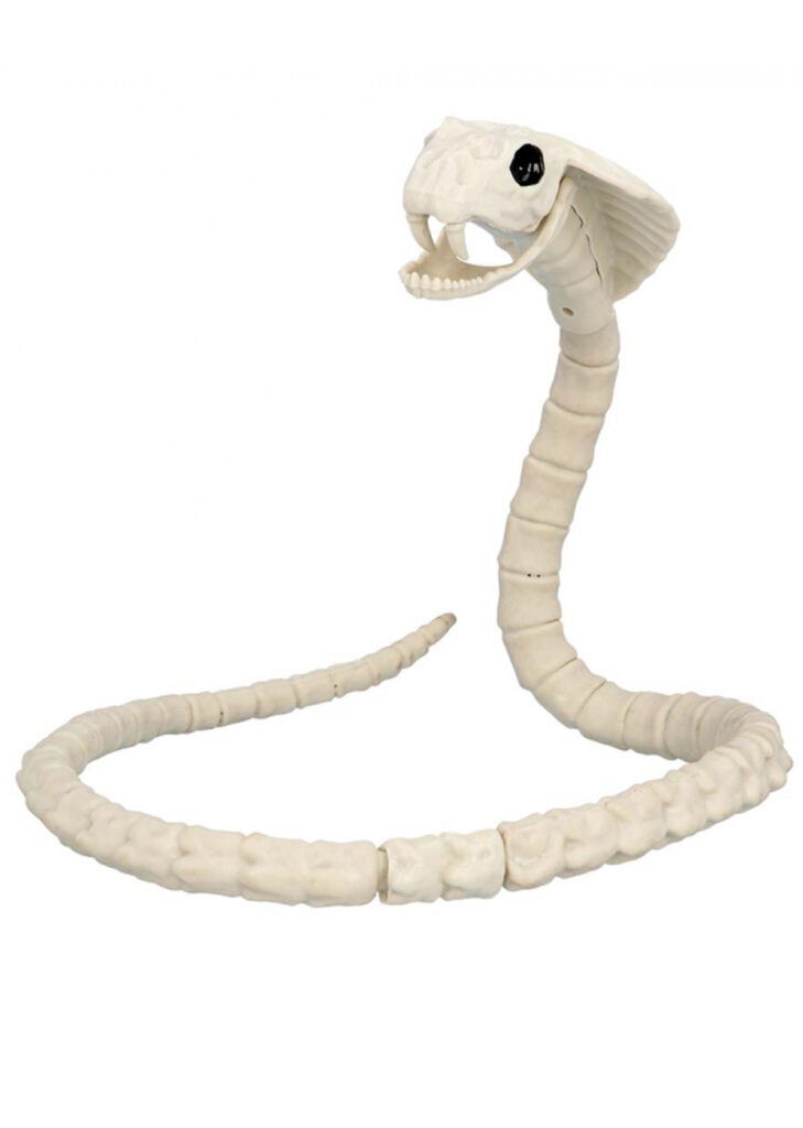 Squelette de Serpent Halloween – Avec mâchoire mobile