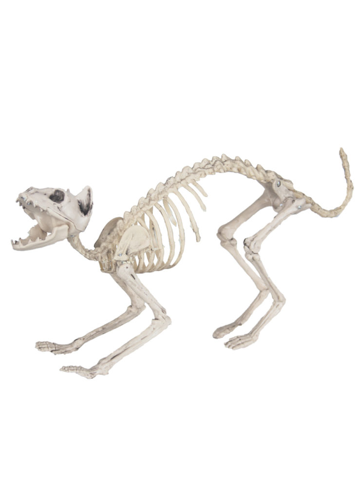 Squelette de Chat Halloween – 60 cm, effet réaliste